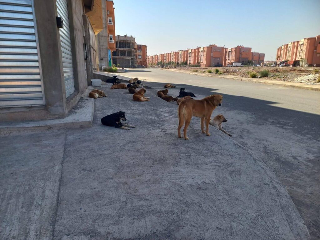 المجلس الجماعي يطلق حملة لمحاربة انتشار الكلاب الضالة بمراكش مراكش